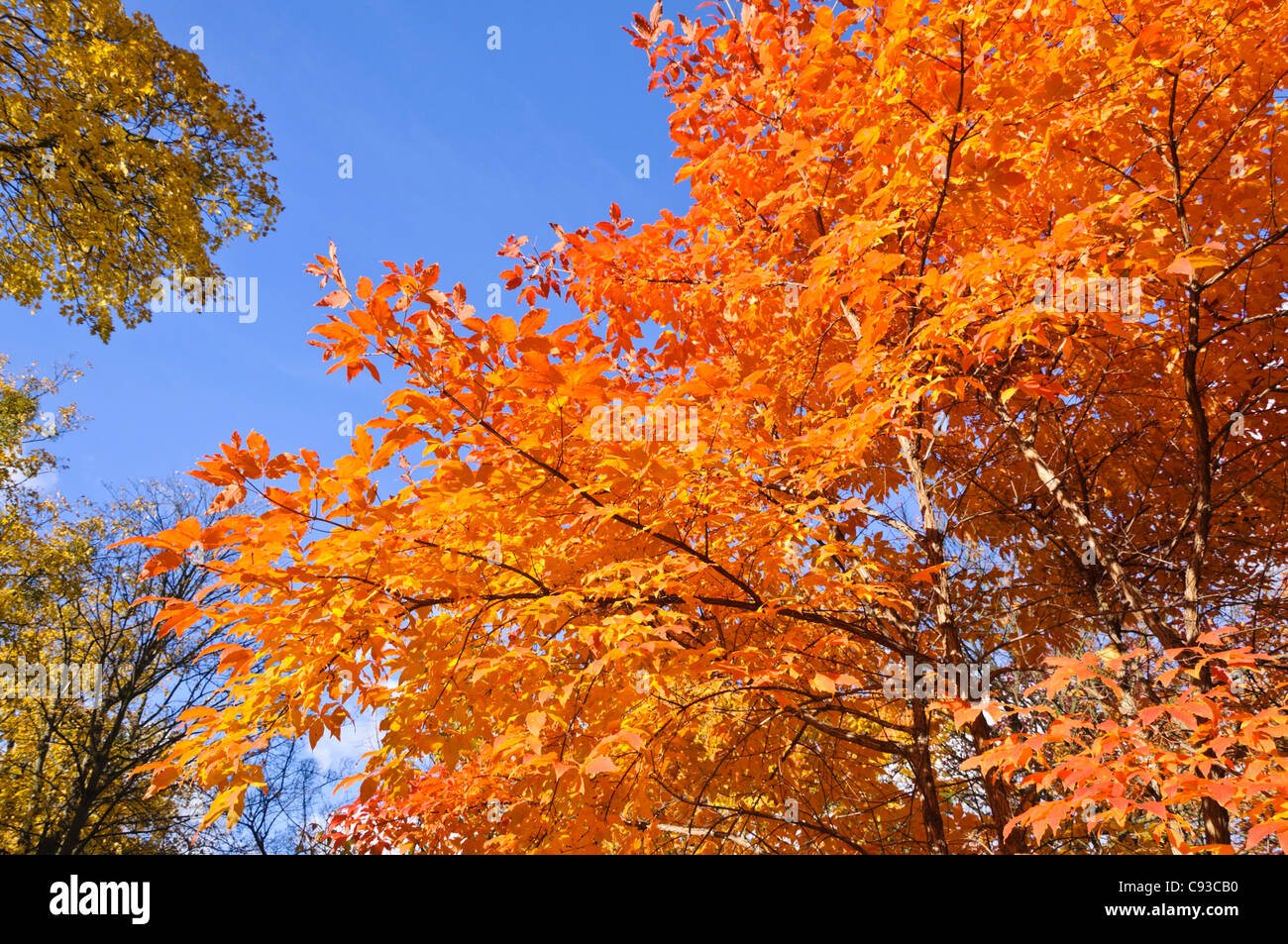 Three-flowered maple (Acer triflorum Stock Photo - Alamy