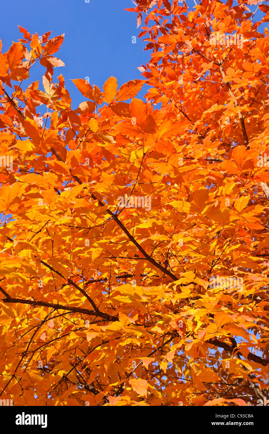 Three-flowered maple (Acer triflorum Stock Photo - Alamy