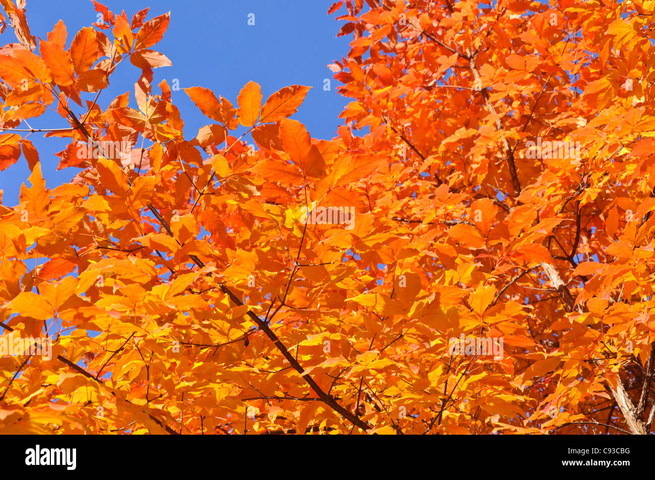 Three flowered maple hi-res stock photography and images - Alamy