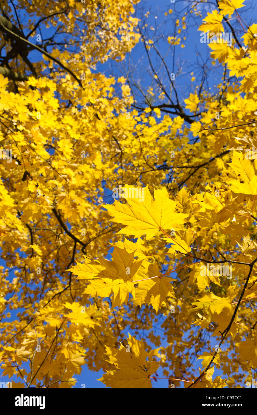Norway maple (Acer platanoides Stock Photo - Alamy