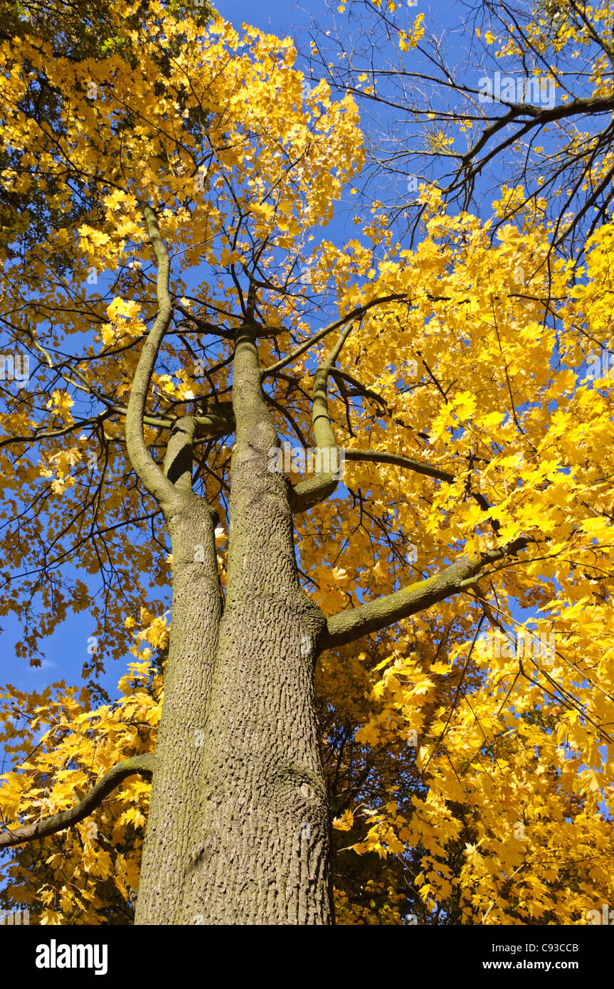 Acer platanoides maple hi-res stock photography and images - Alamy