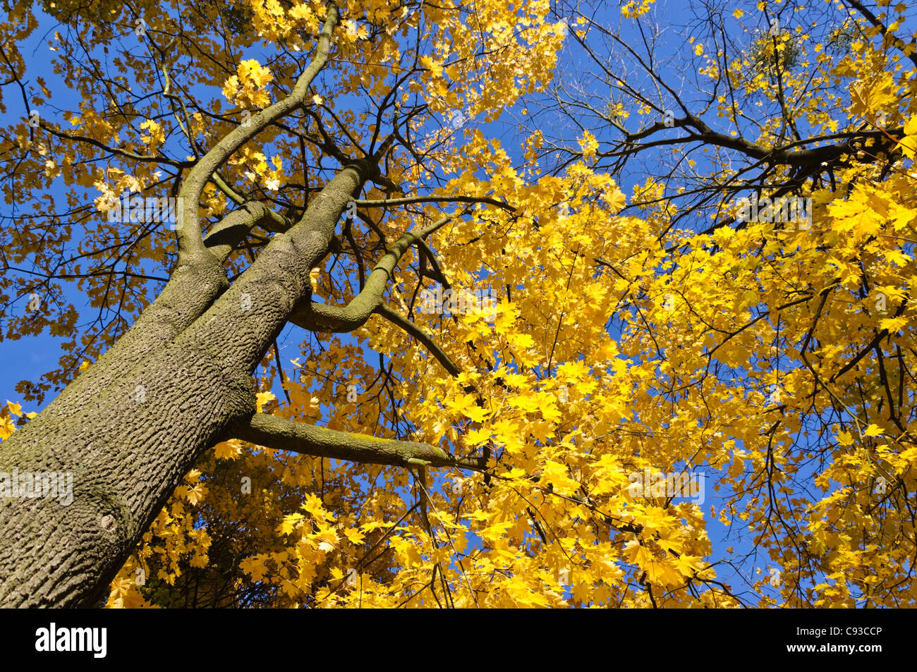 Norway maple (Acer platanoides Stock Photo - Alamy