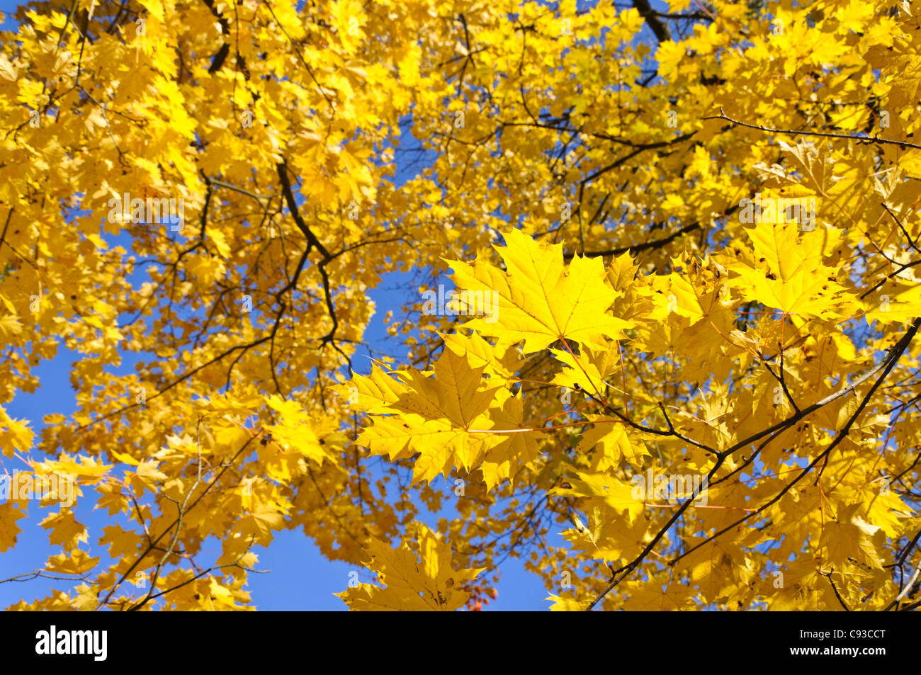 Norway maple (Acer platanoides Stock Photo - Alamy
