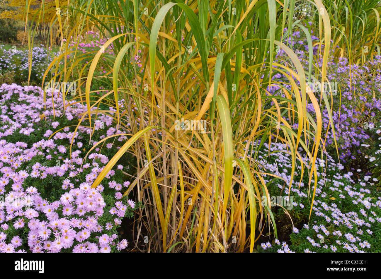 Giant silver grass (Miscanthus x giganteus) and asters (Aster Stock ...