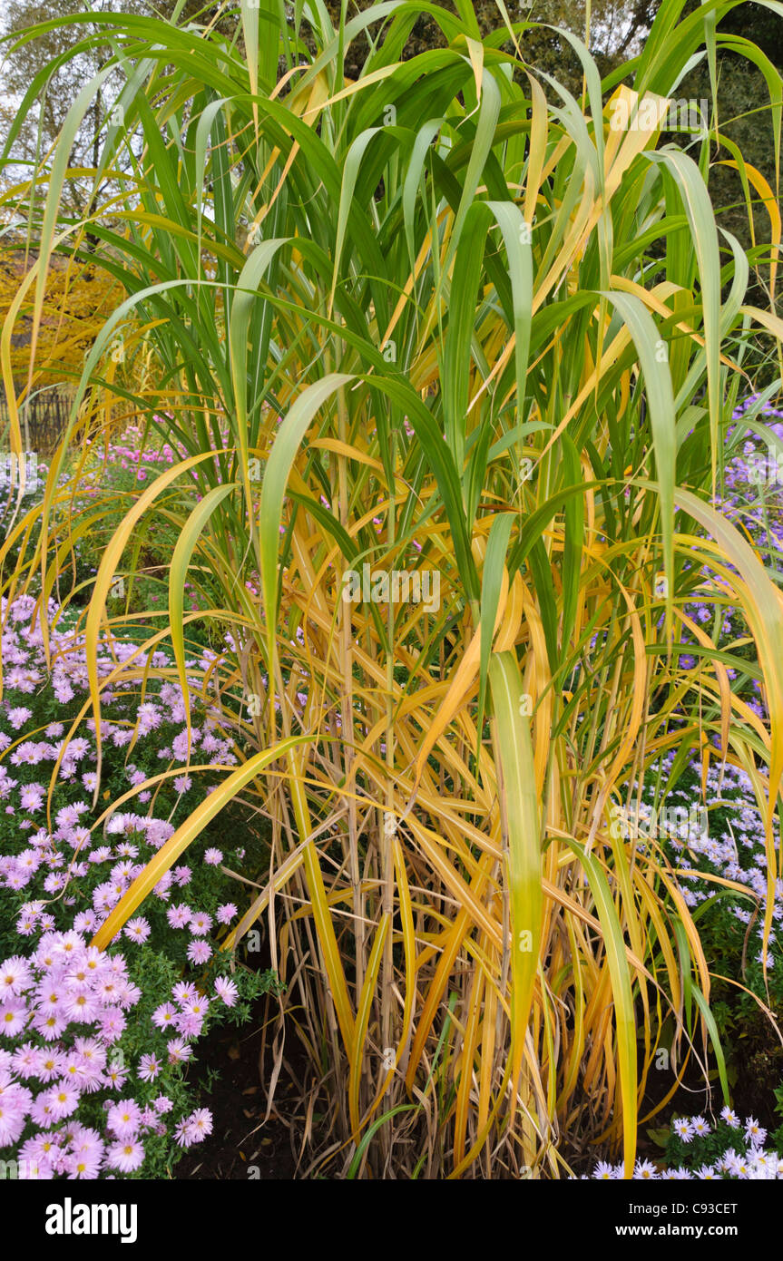 Giant silver grass (Miscanthus x giganteus) and asters (Aster Stock ...