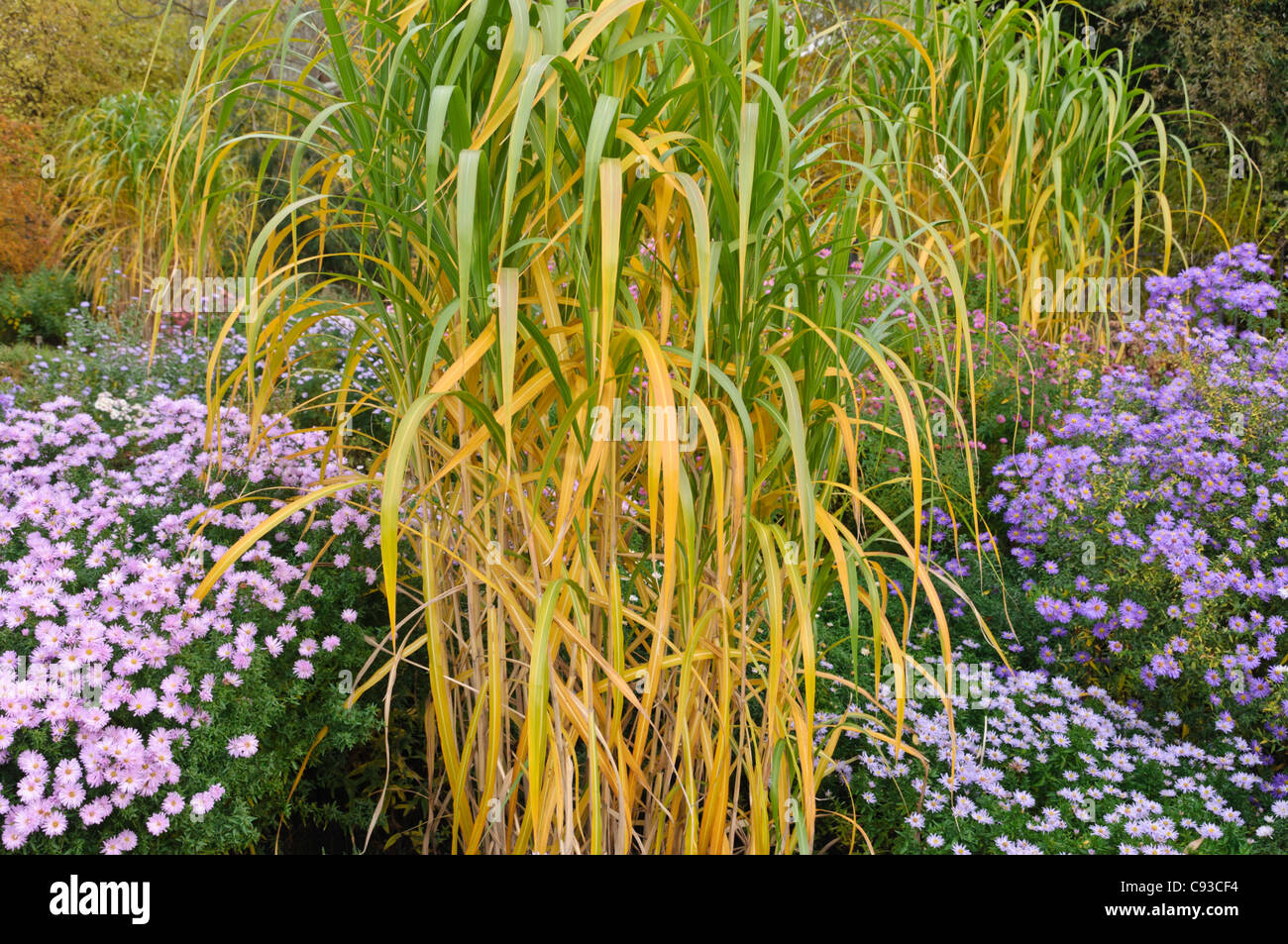 Giant silver grass (Miscanthus x giganteus) and asters (Aster Stock ...