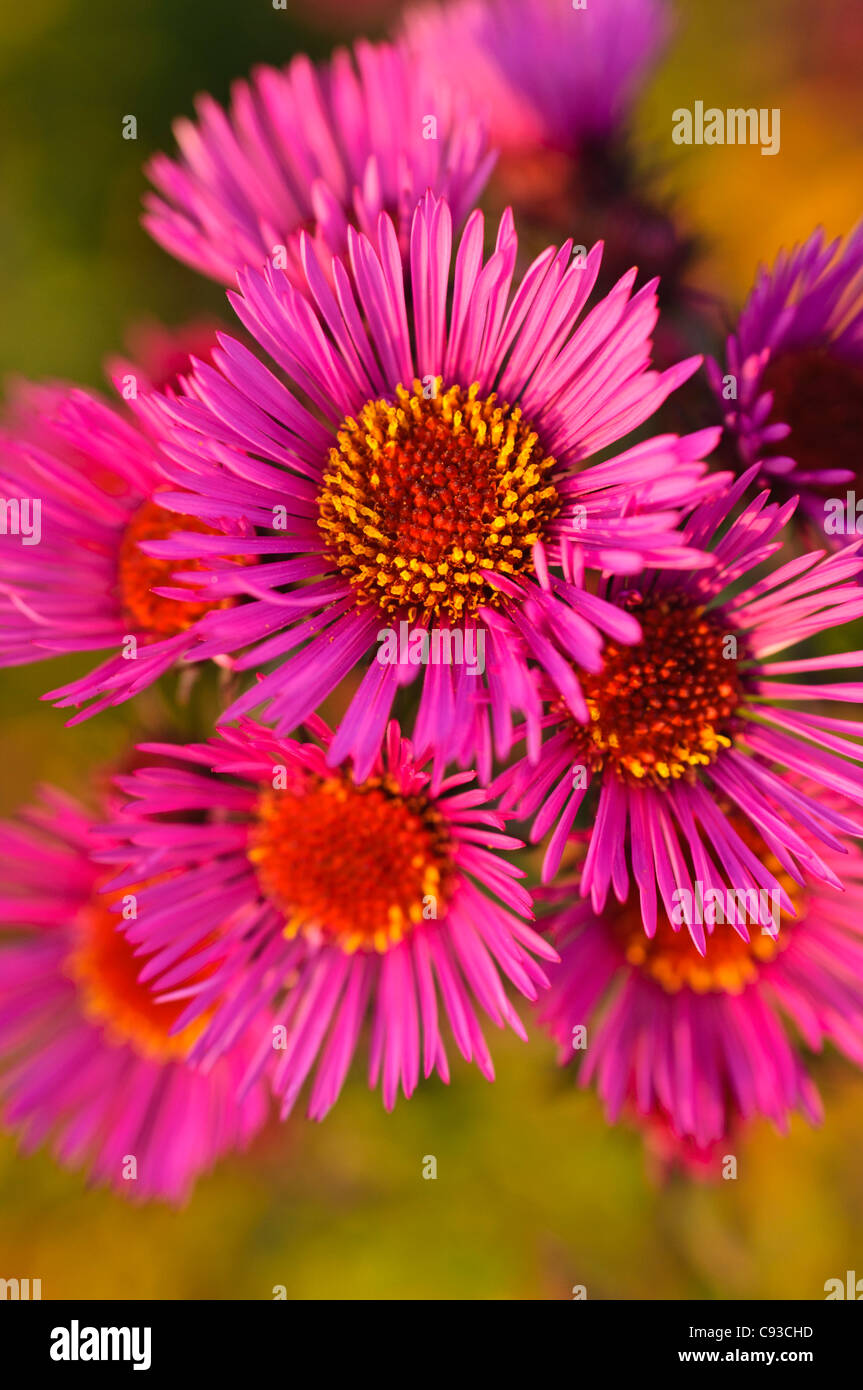 New England aster (Aster novae-angliae 'Rubinschatz' Stock Photo - Alamy