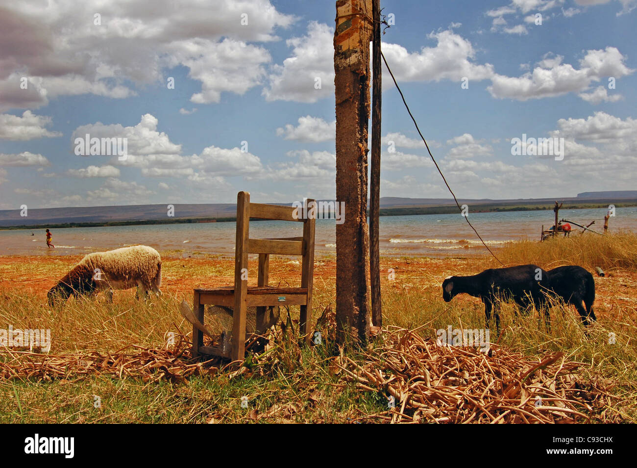 Brazilian sheep hi-res stock photography and images - Alamy