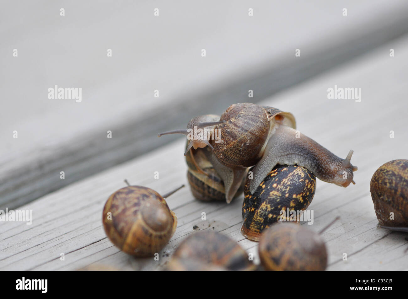 Closeup of a group of snails on a neutral background Stock Photo - Alamy