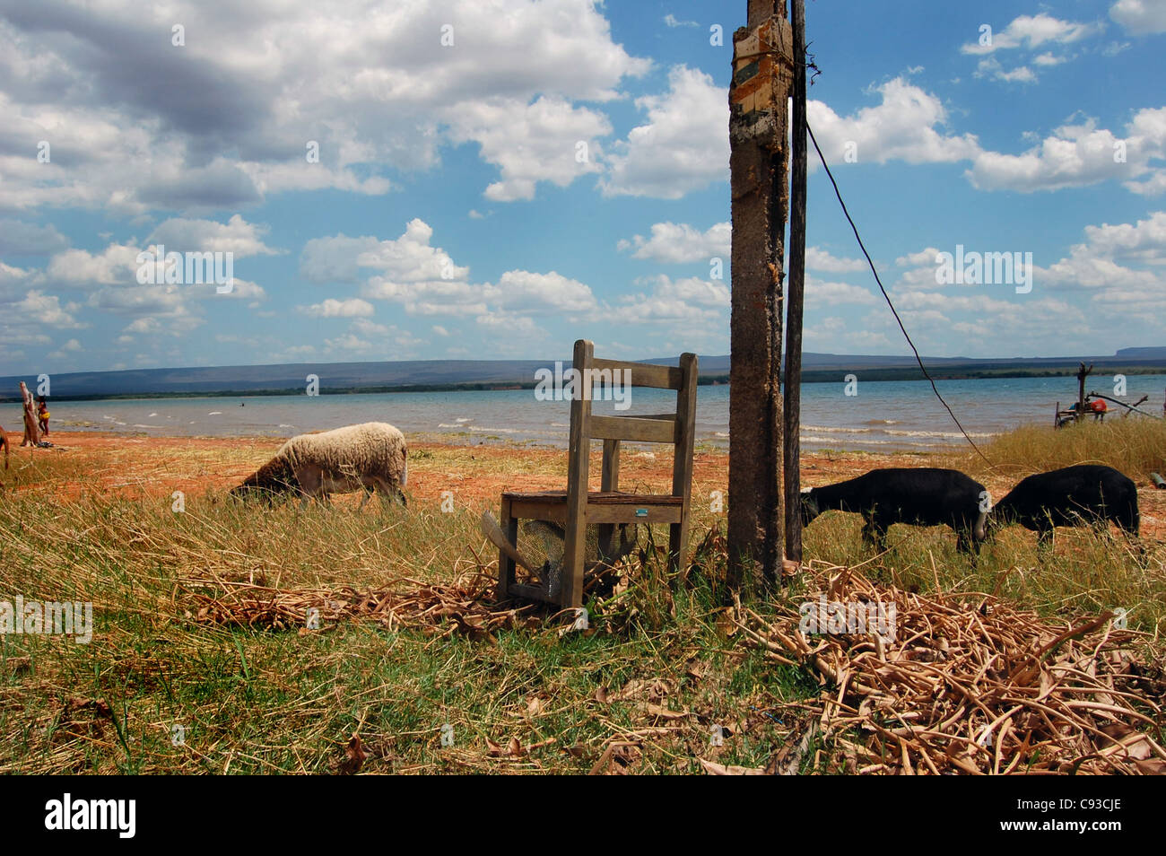 Brazilian sheep hi-res stock photography and images - Alamy