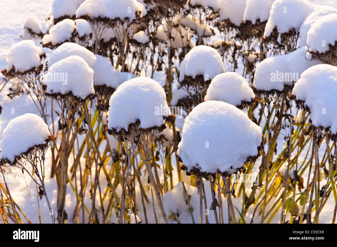 Orpine (Sedum telephium 'Herbstfreude' syn. Hylotelephium telephium ...