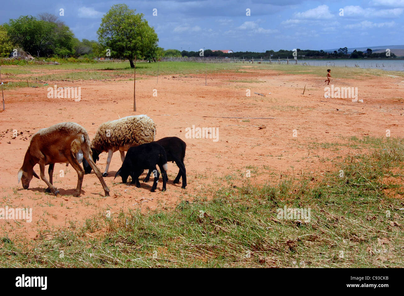 Brazilian sheep hi-res stock photography and images - Alamy