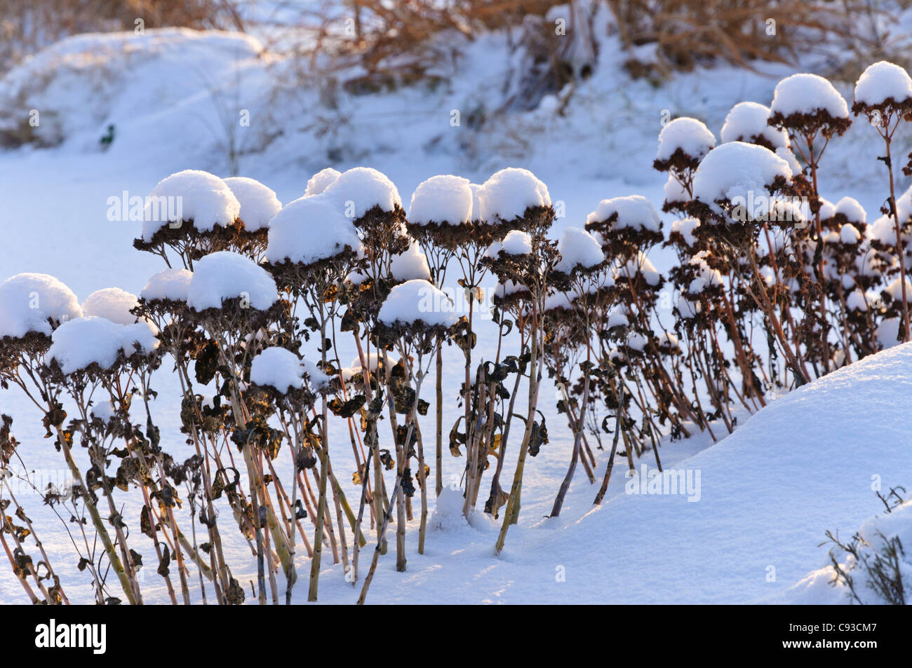 Orpine (Sedum telephium 'Herbstfreude' syn. Hylotelephium telephium ...