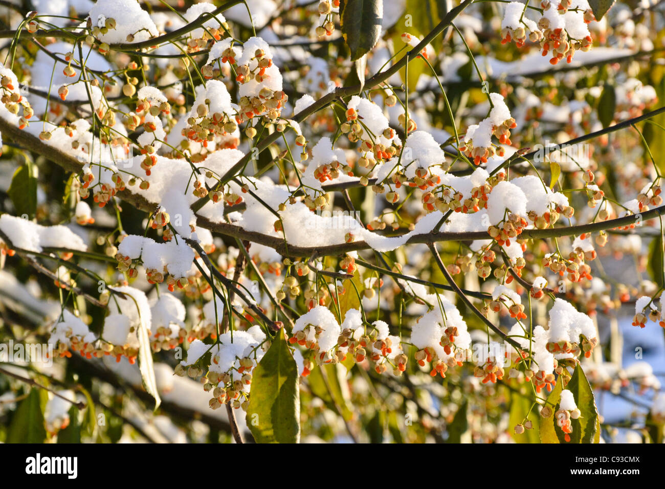 Orange fruit tree snow hi-res stock photography and images - Alamy