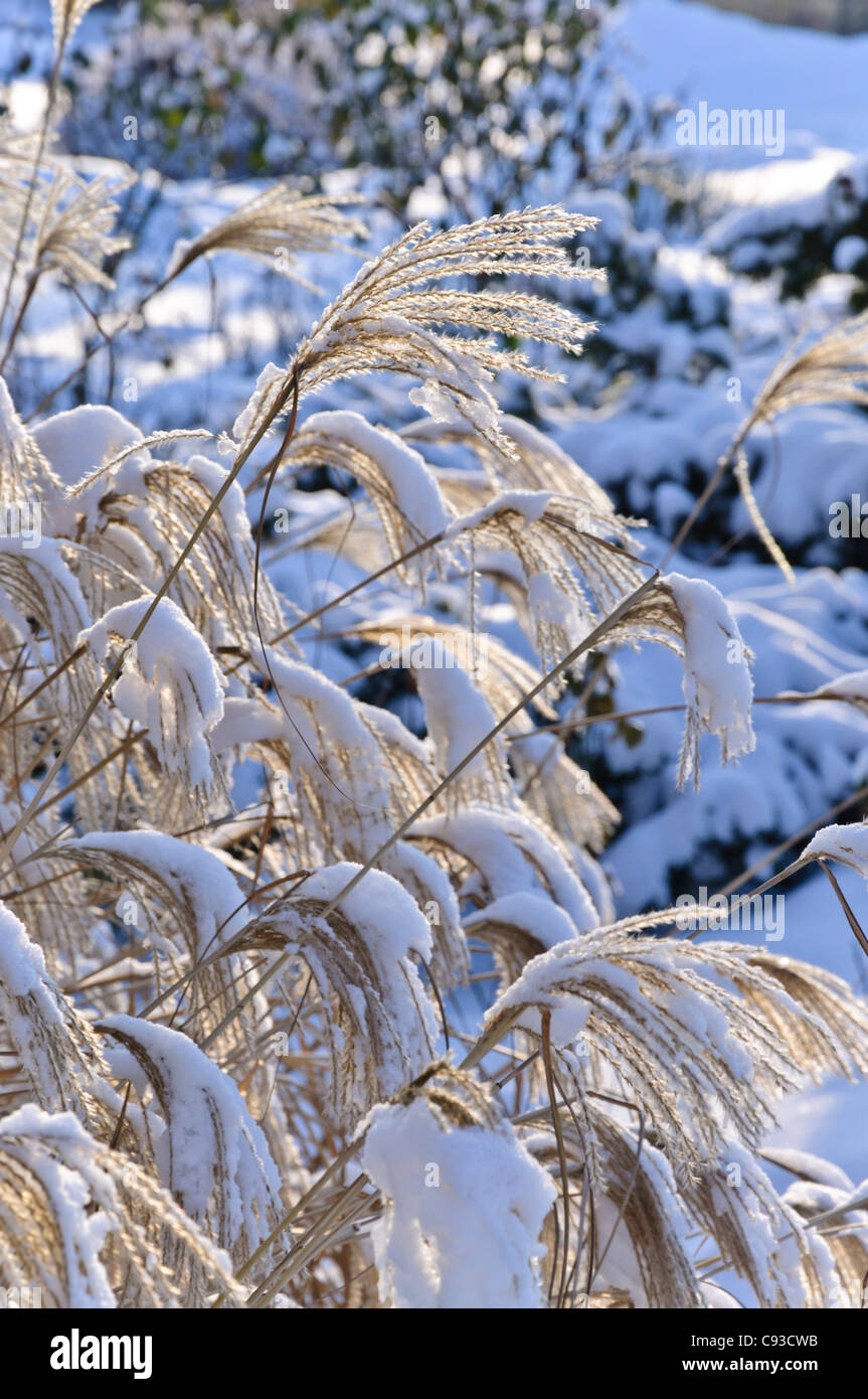 Chinese silver grass (Miscanthus sinensis Stock Photo - Alamy