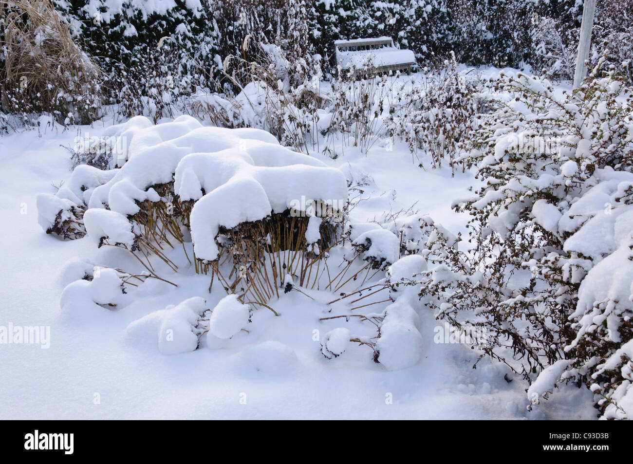 Snowy perennial garden Stock Photo - Alamy