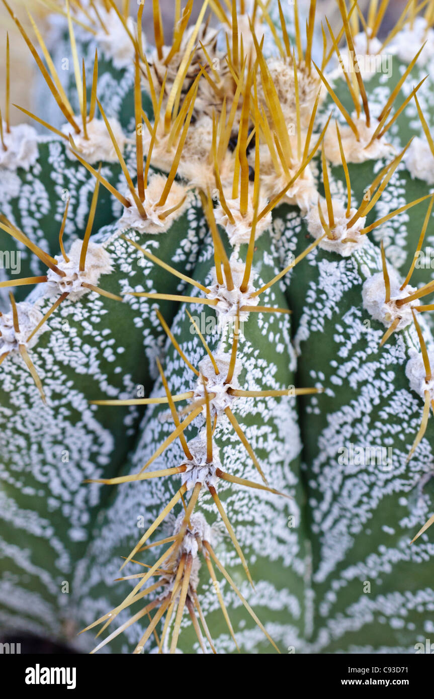 Bishop's cap cactus (Astrophytum ornatum Stock Photo - Alamy