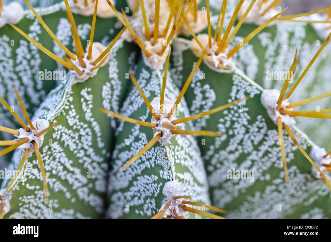 Bishop's cap cactus (Astrophytum ornatum Stock Photo - Alamy
