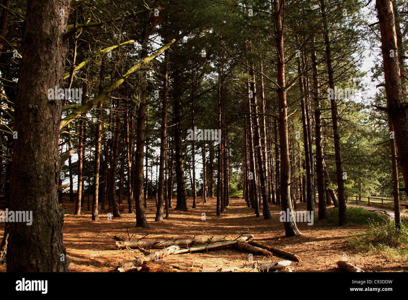 Pine wood forest trees Stock Photo - Alamy