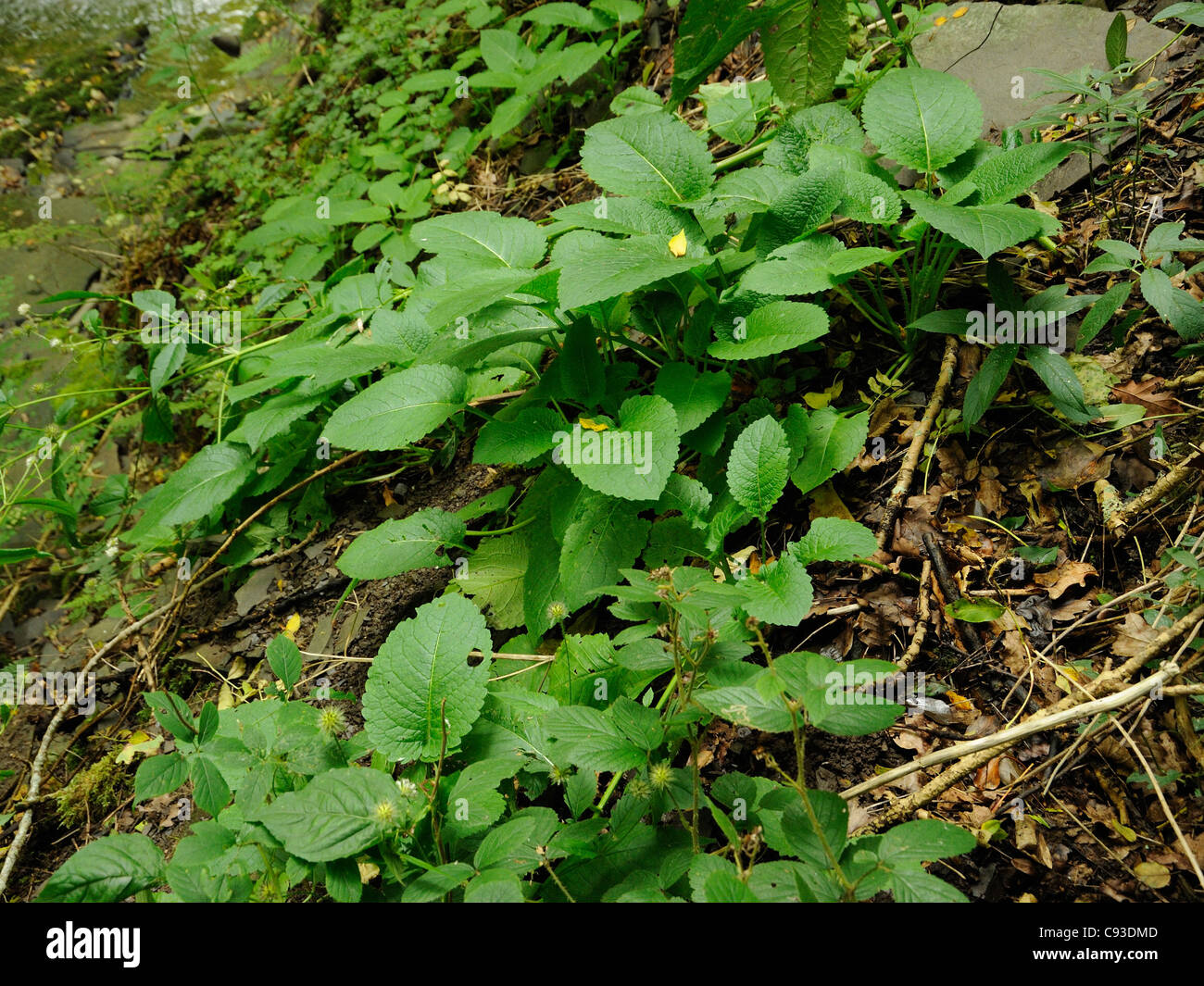 Small Teasel, Dipsacus pilosus, first year plants Stock Photo - Alamy