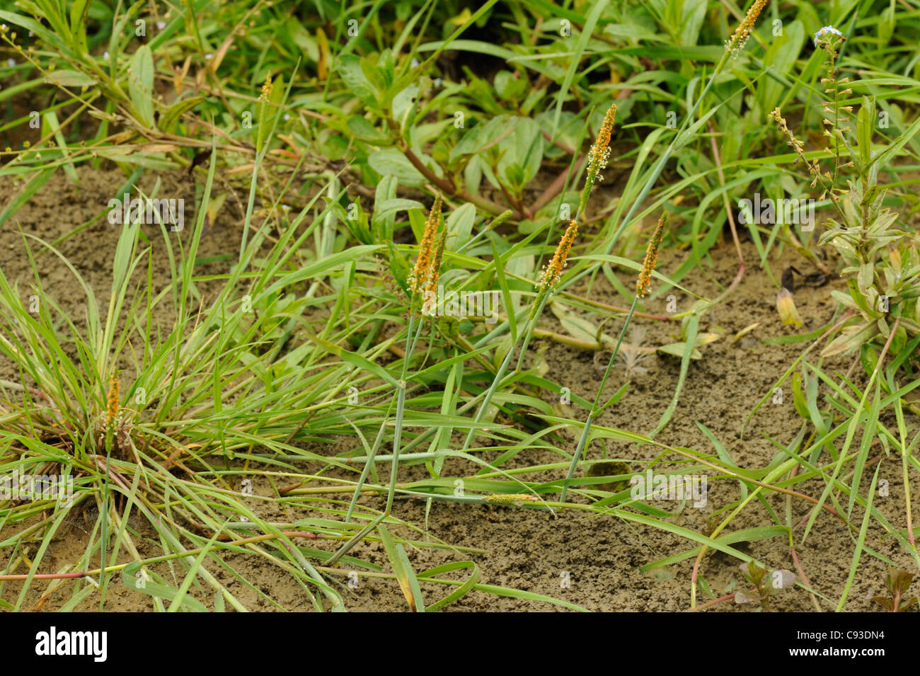 Orange Foxtail grass, alopecurus aequalis Stock Photo - Alamy