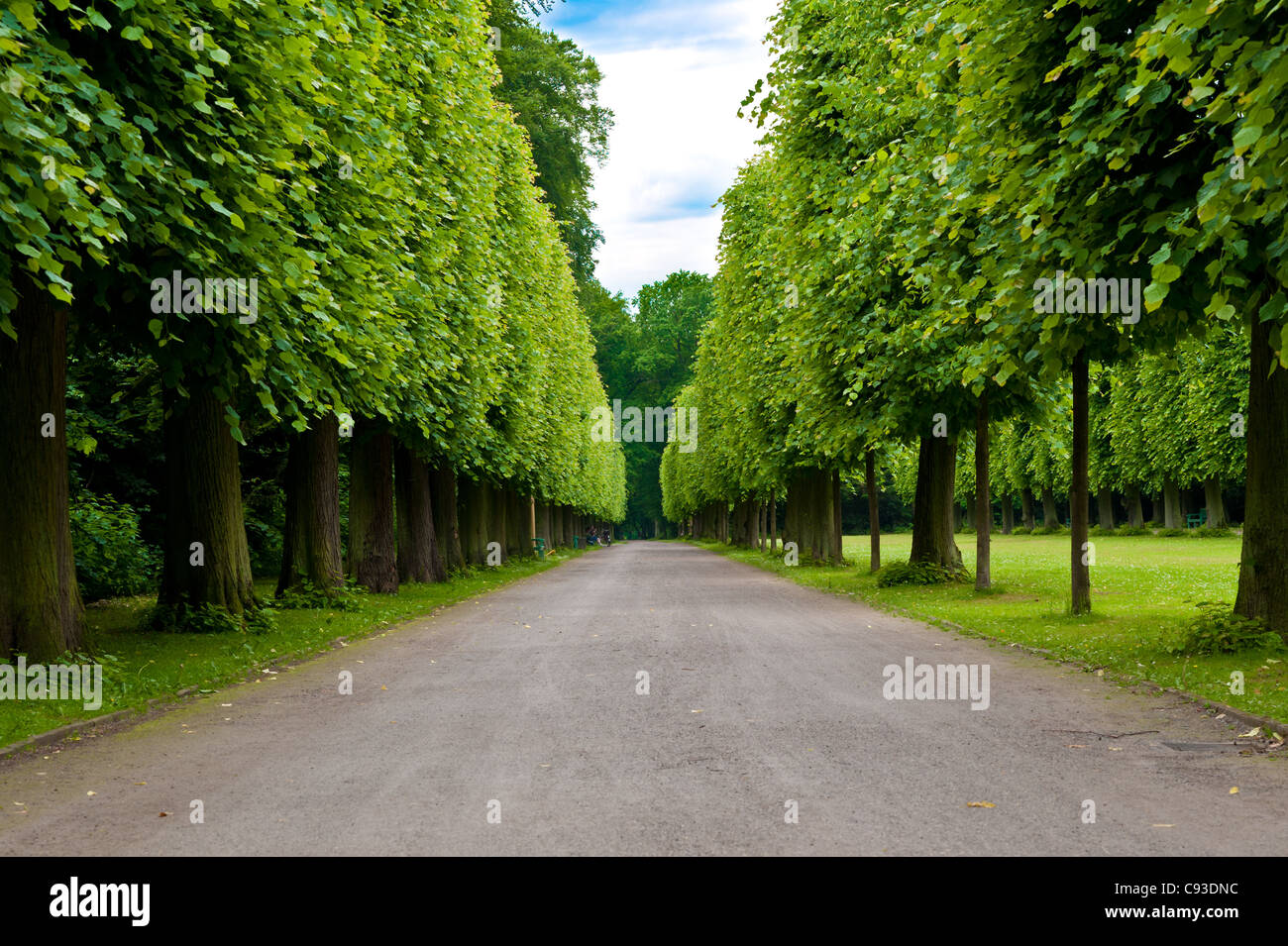 Green garden way with tree perspective Stock Photo - Alamy
