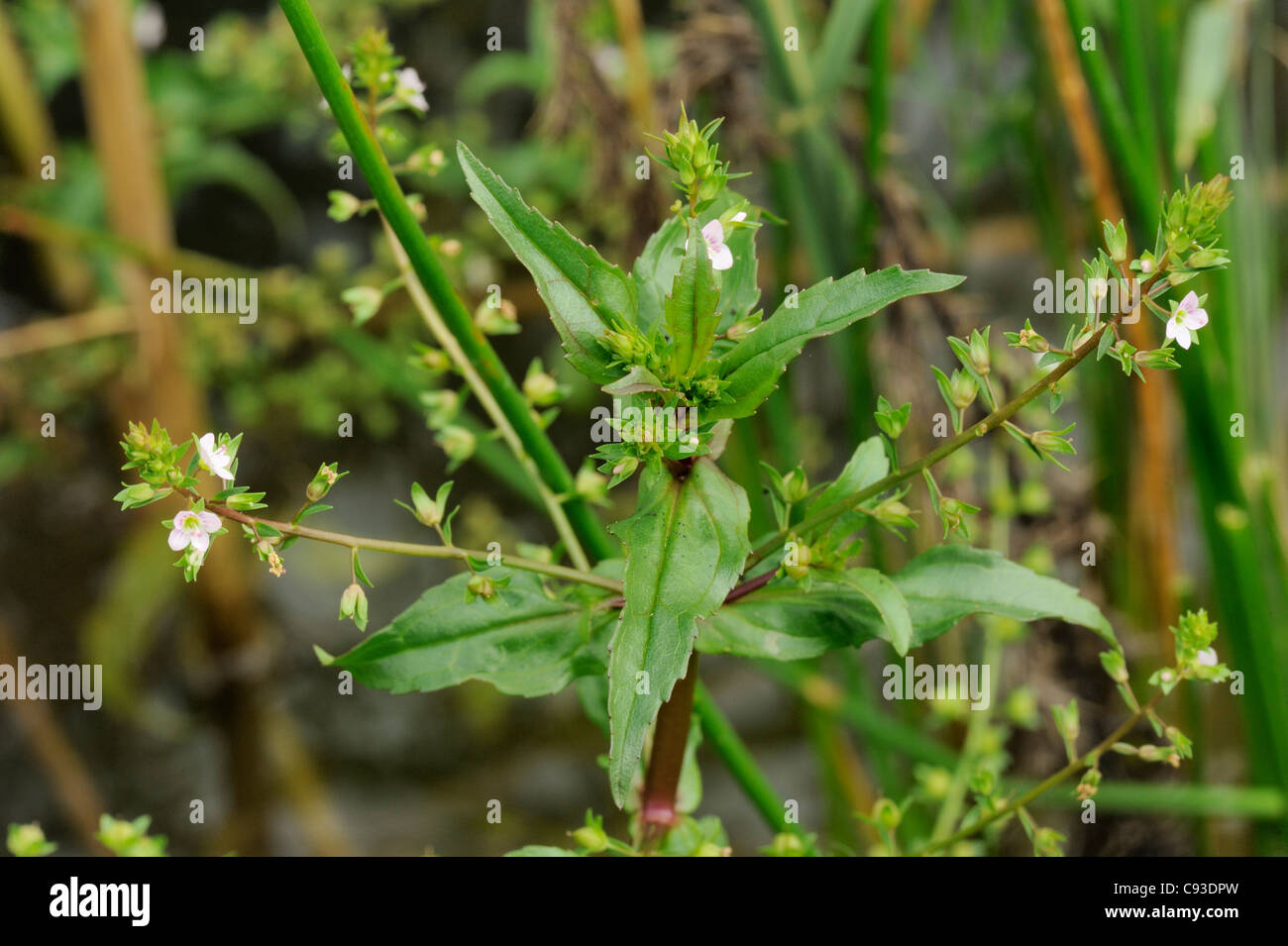 Water Speedwell High Resolution Stock Photography and Images - Alamy