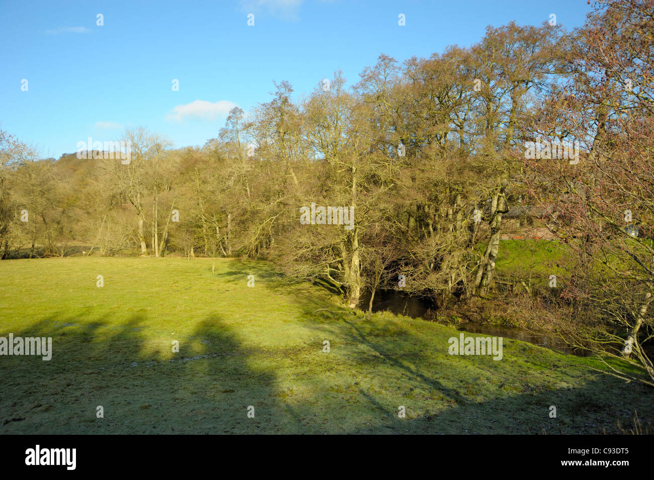 Trees on the River Arrow Stock Photo - Alamy