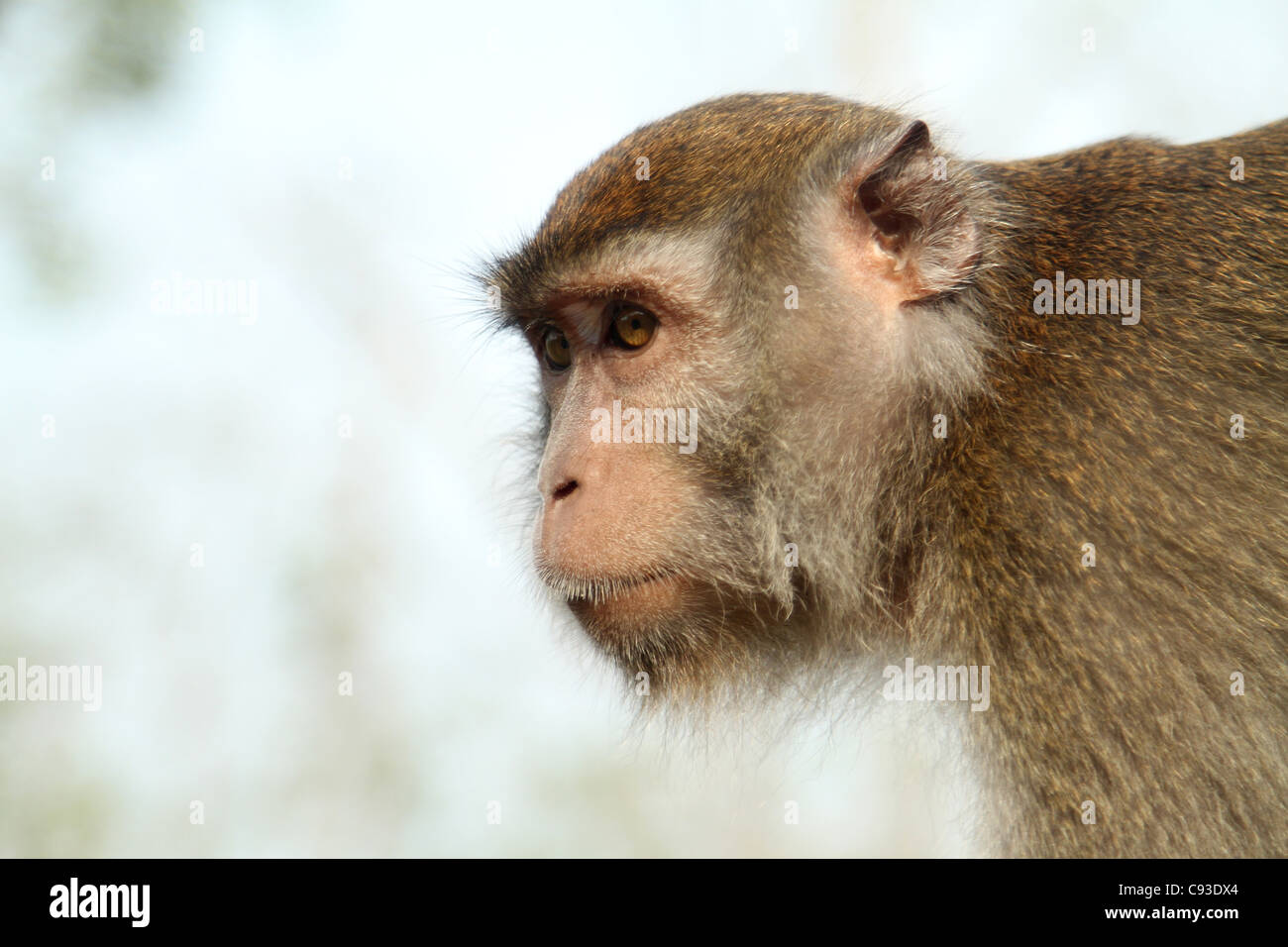 A Malaysian macaque monkey (Macaca fascicularis) in Bako National Park ...