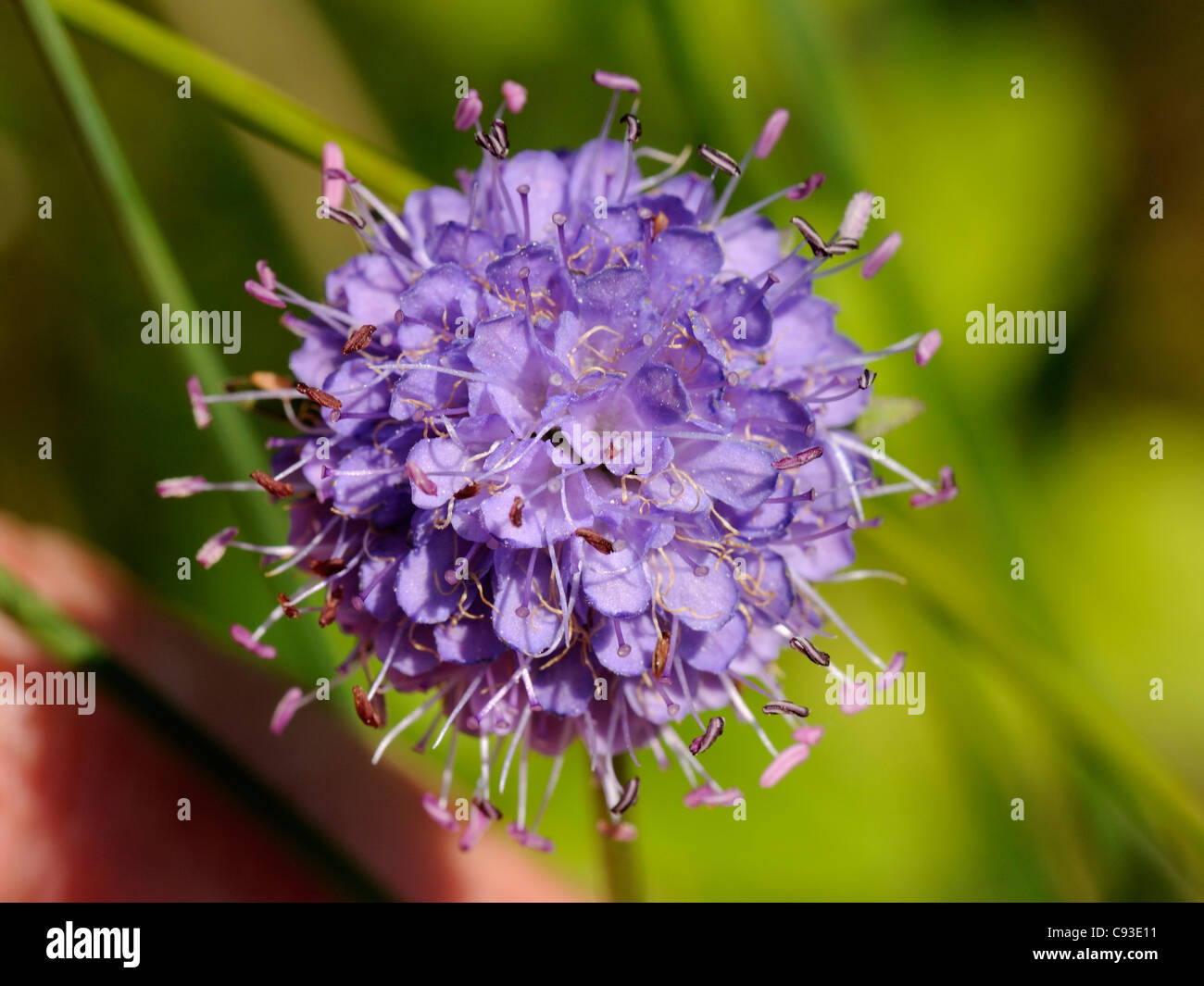 Devil's-bit Scabious, succisa pratensis Stock Photo - Alamy