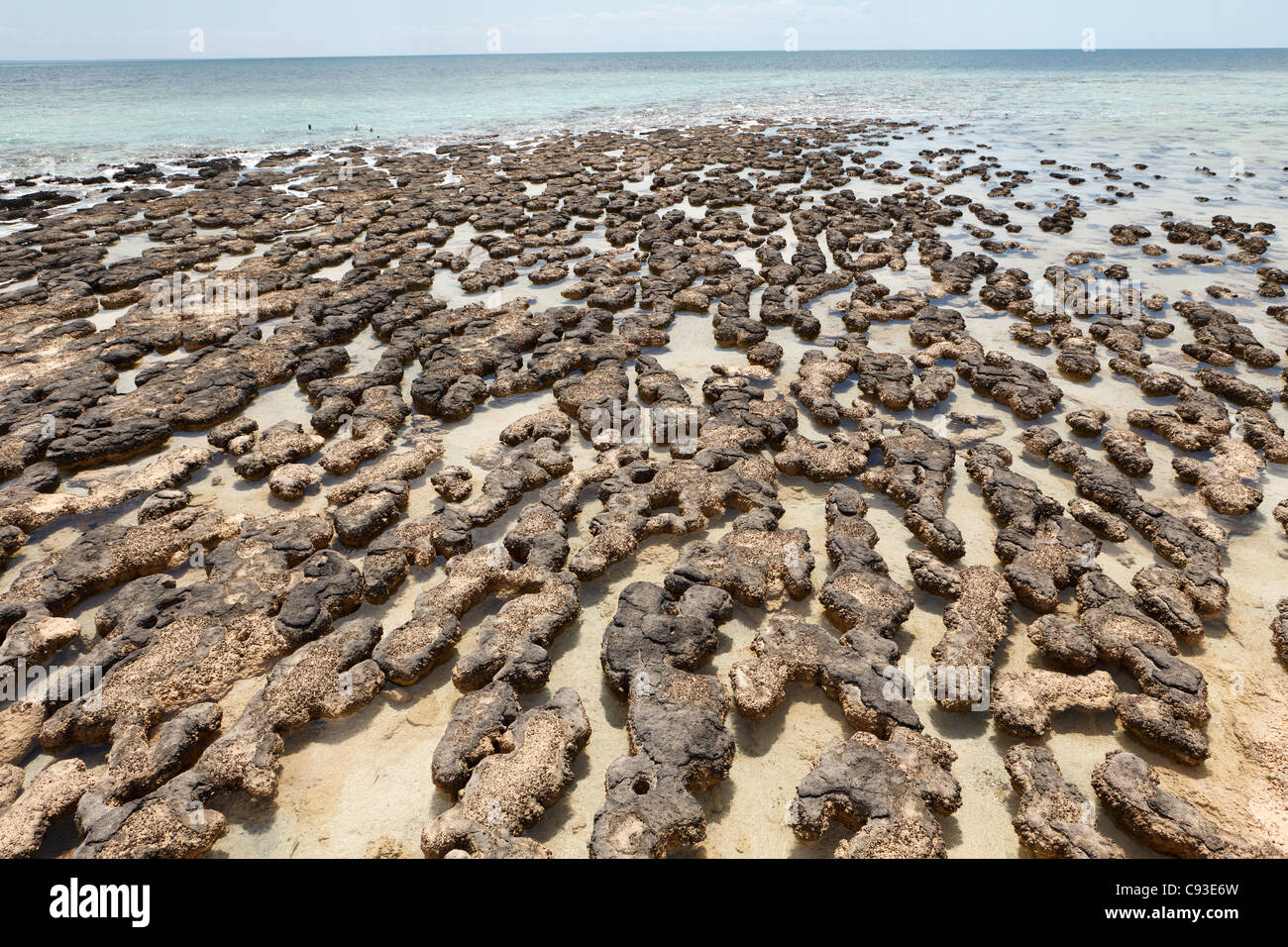 Cyanobacteria fossil hi-res stock photography and images - Alamy