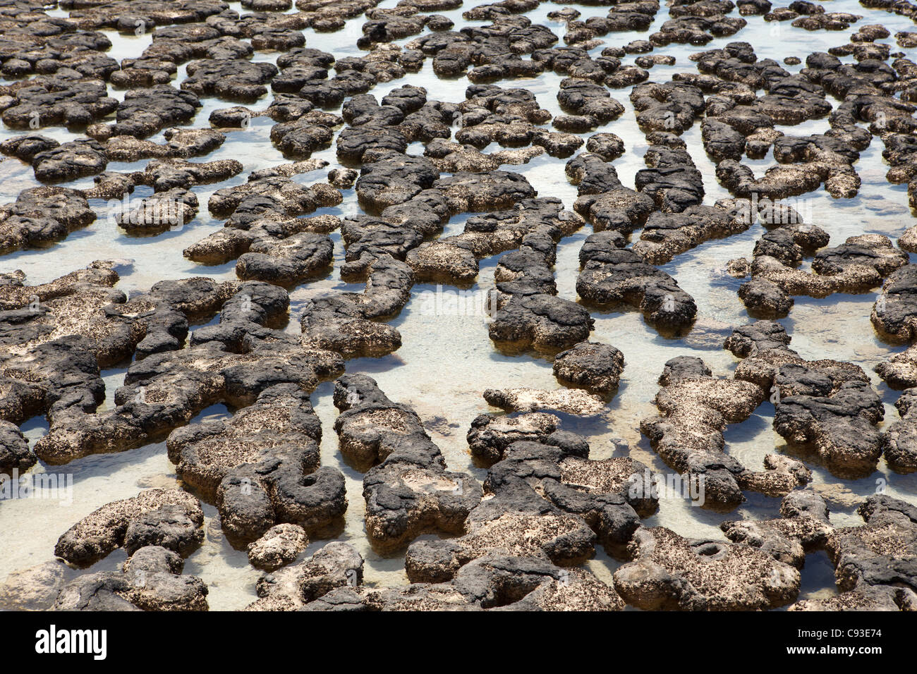 Cyanobacteria fossil hi-res stock photography and images - Alamy