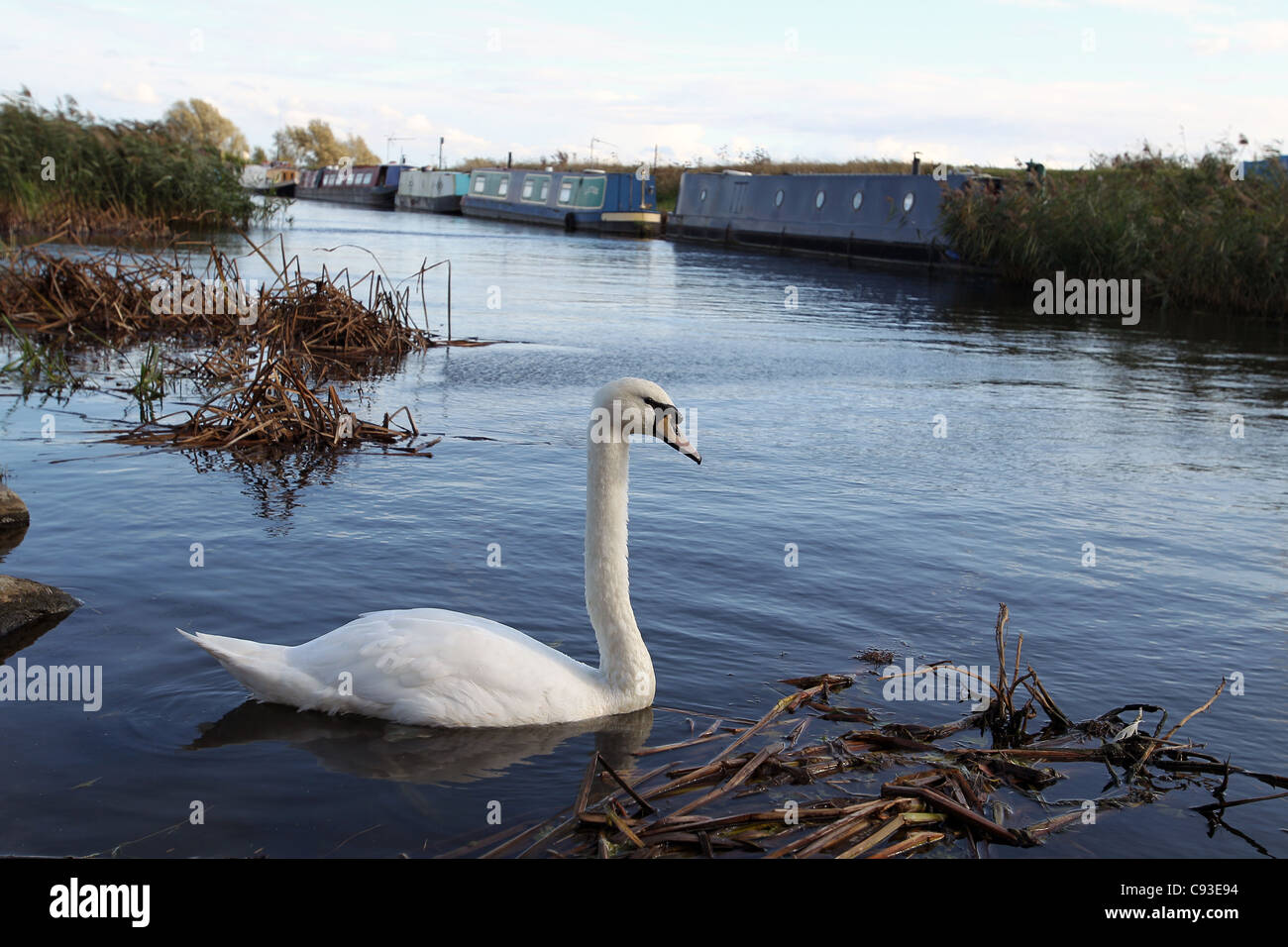 Swan river views hi-res stock photography and images - Alamy