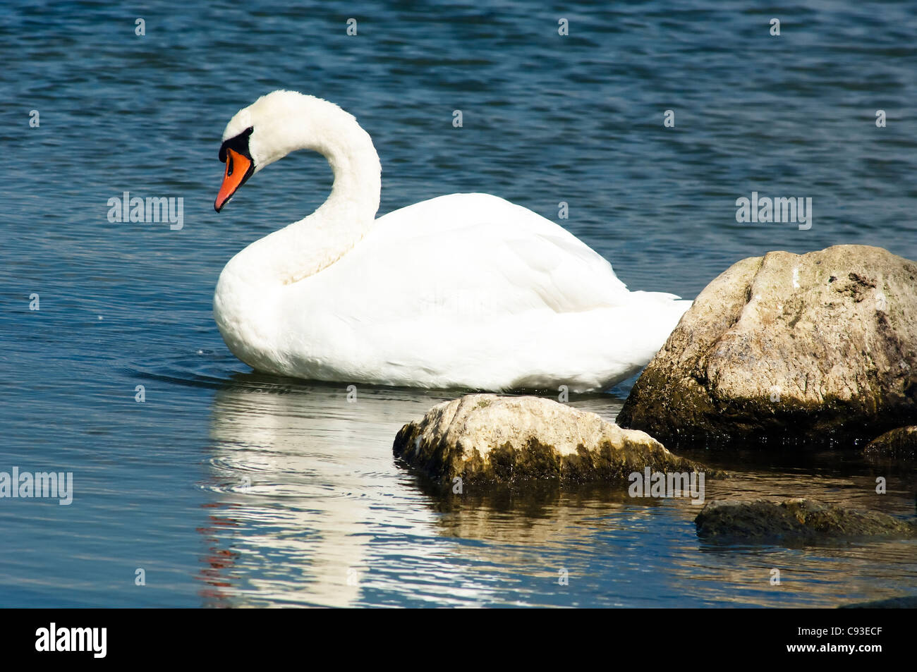 Swan wildlife hi-res stock photography and images - Alamy