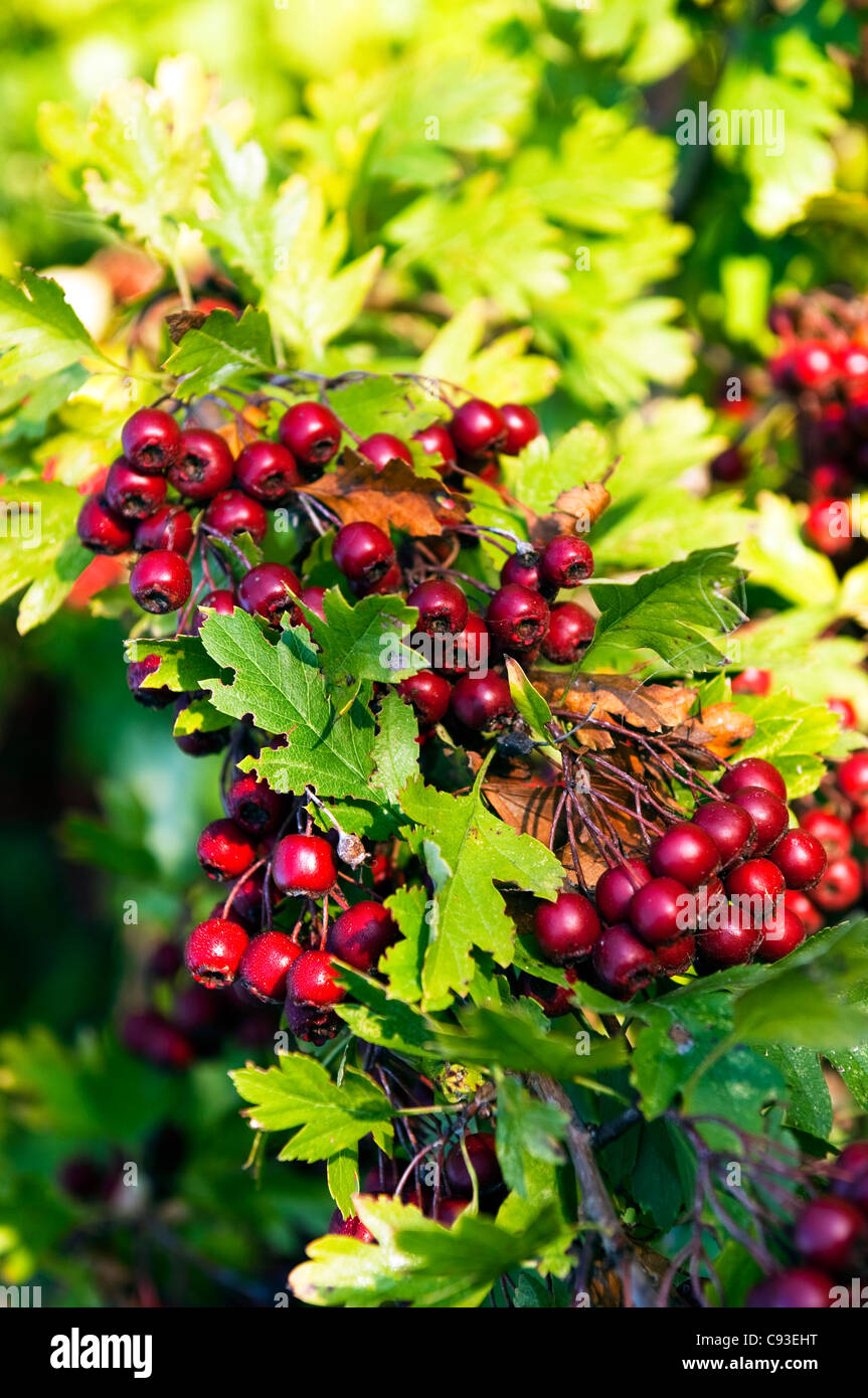 Hawthorn fall hi-res stock photography and images - Alamy
