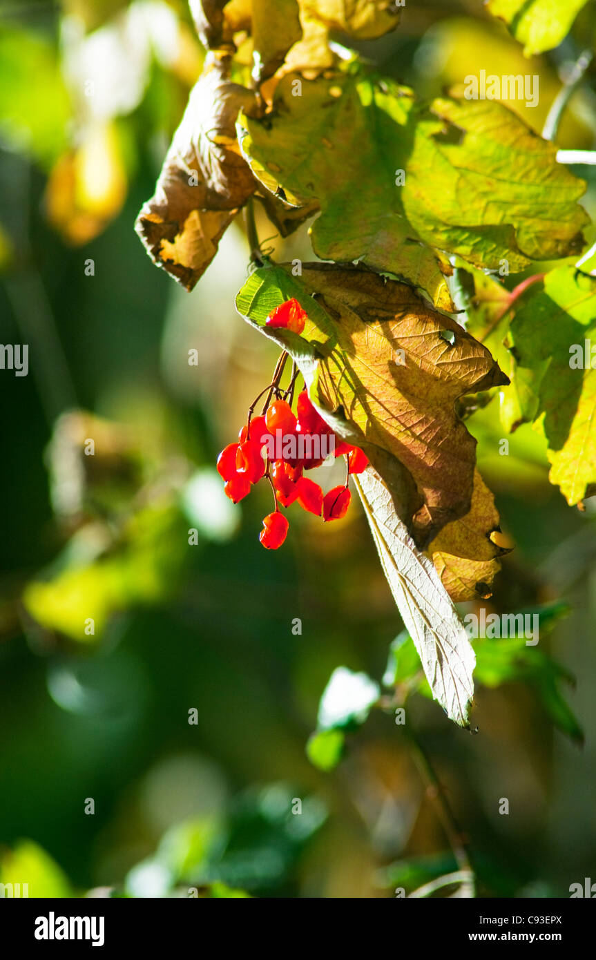 Red Autumn Berries Stock Photo - Alamy