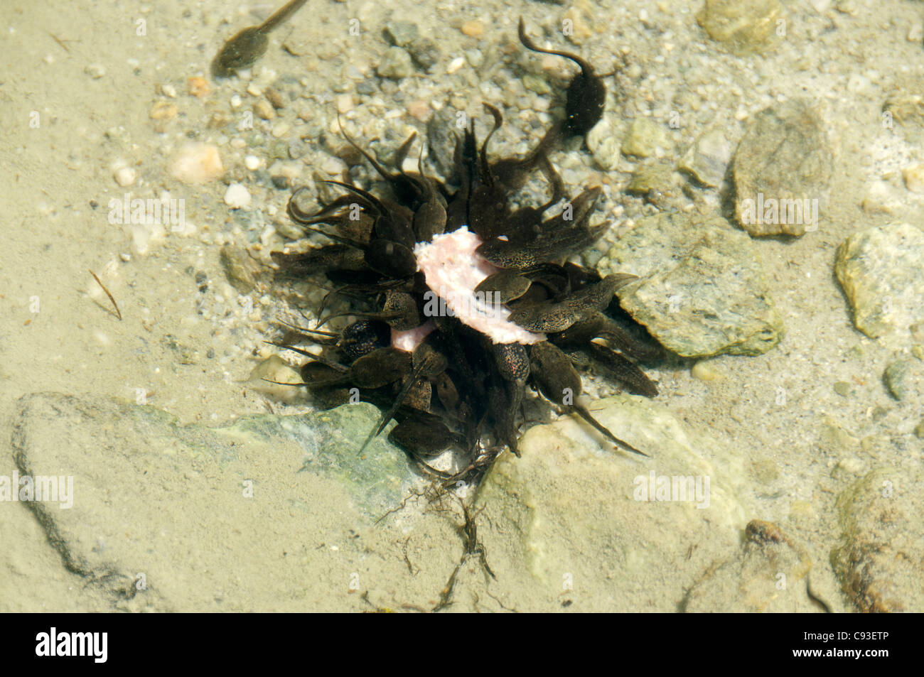 Tadpoles feeding in a shallow pool Stock Photo - Alamy