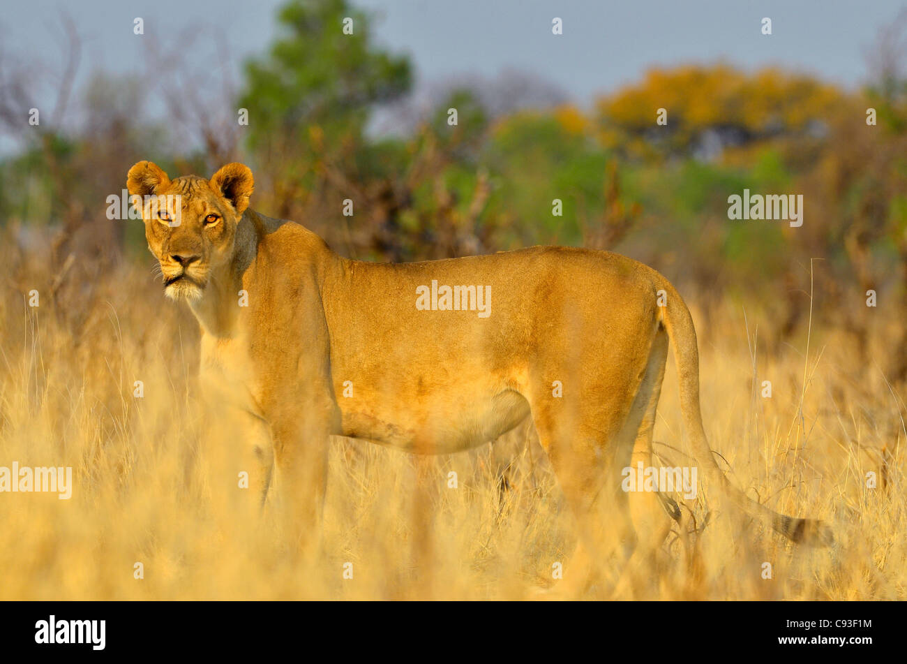 Zimbabwe is a small country boasting an incredible variety of ...