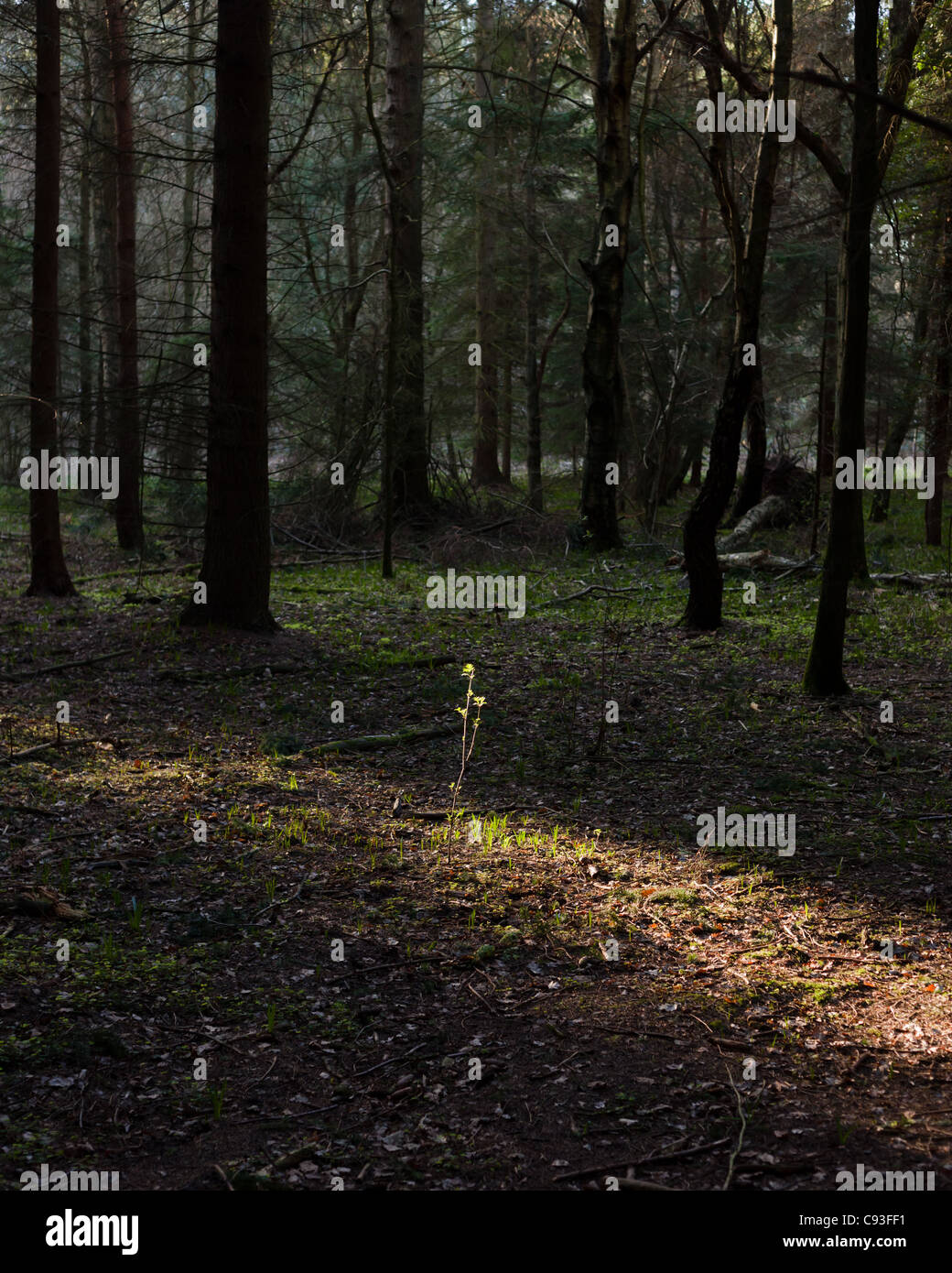 A new shoot sprouting from the forest floor Stock Photo - Alamy