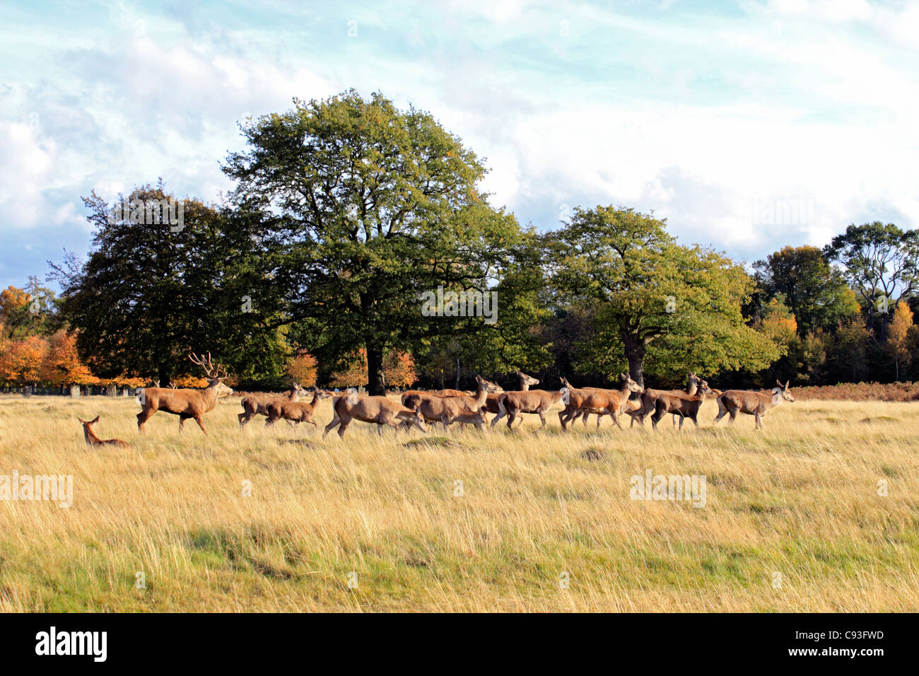Bushey park london autumn hi-res stock photography and images - Alamy