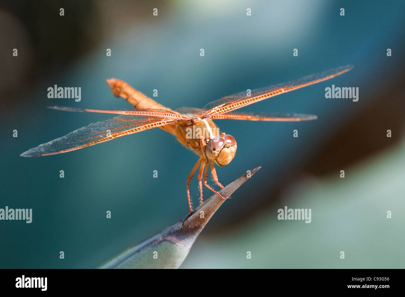 Sitting dragonfly hi-res stock photography and images - Alamy