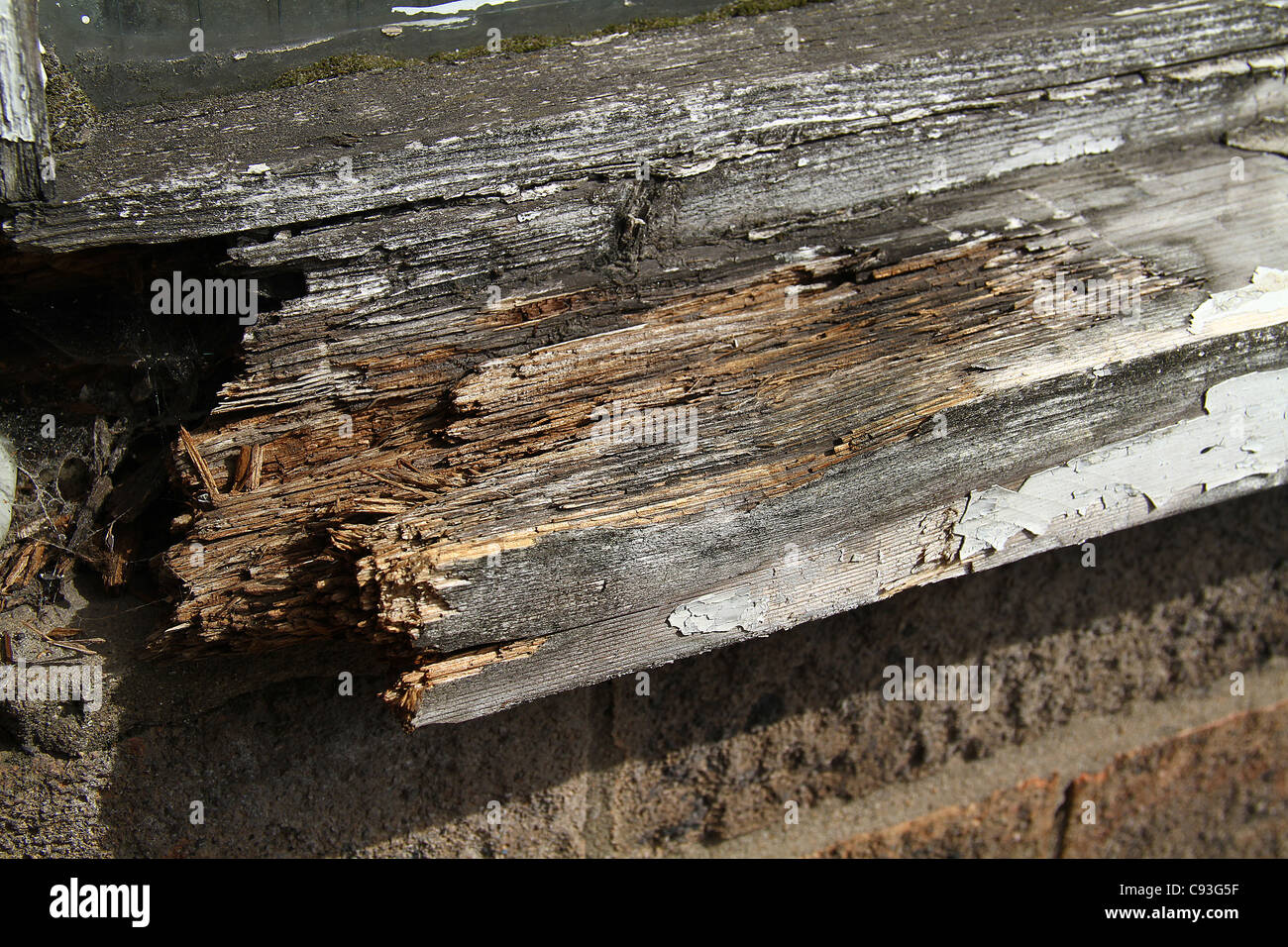 Wood rotting fungi hi-res stock photography and images - Alamy
