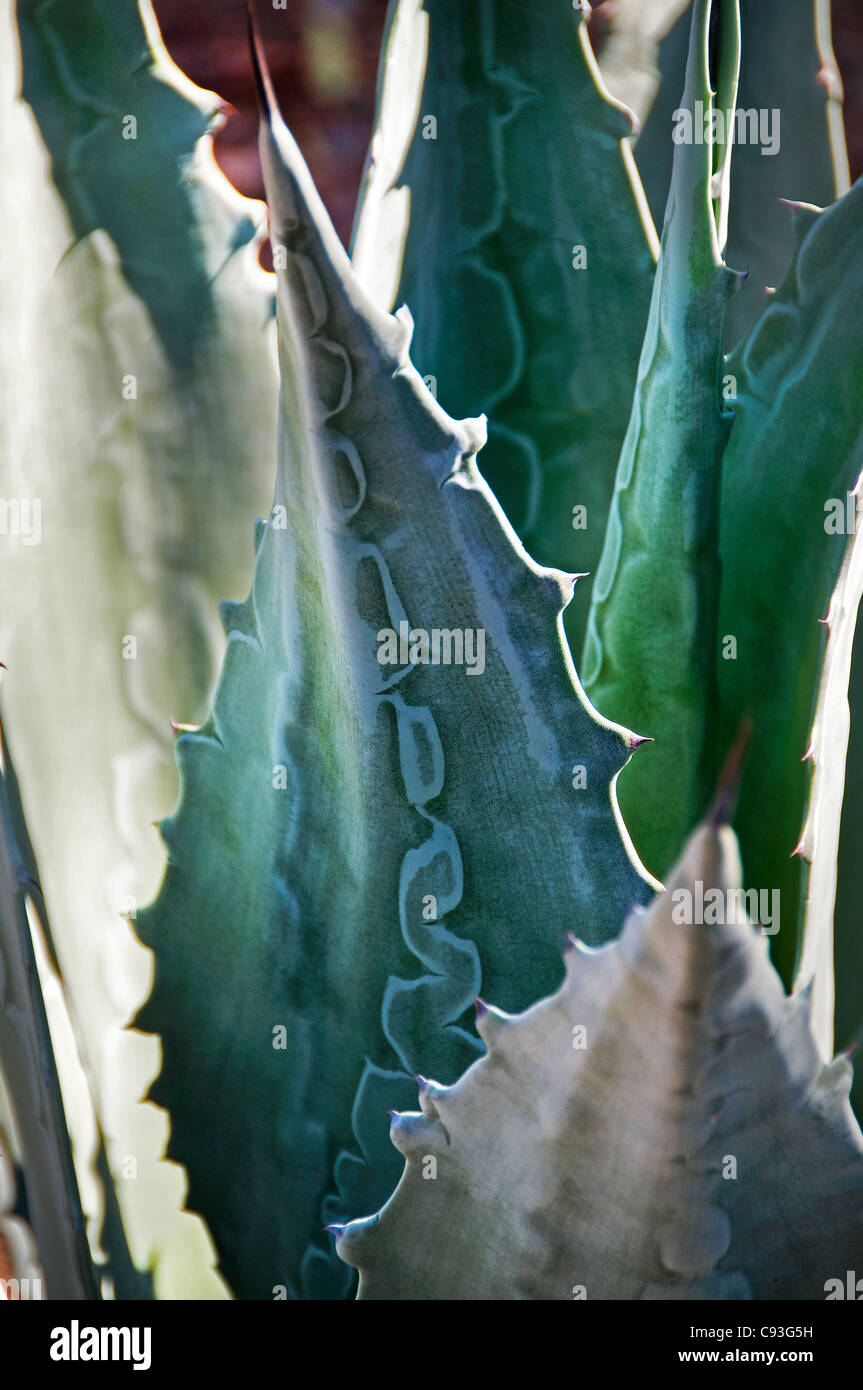 Spineless century plant agave hi-res stock photography and images - Alamy