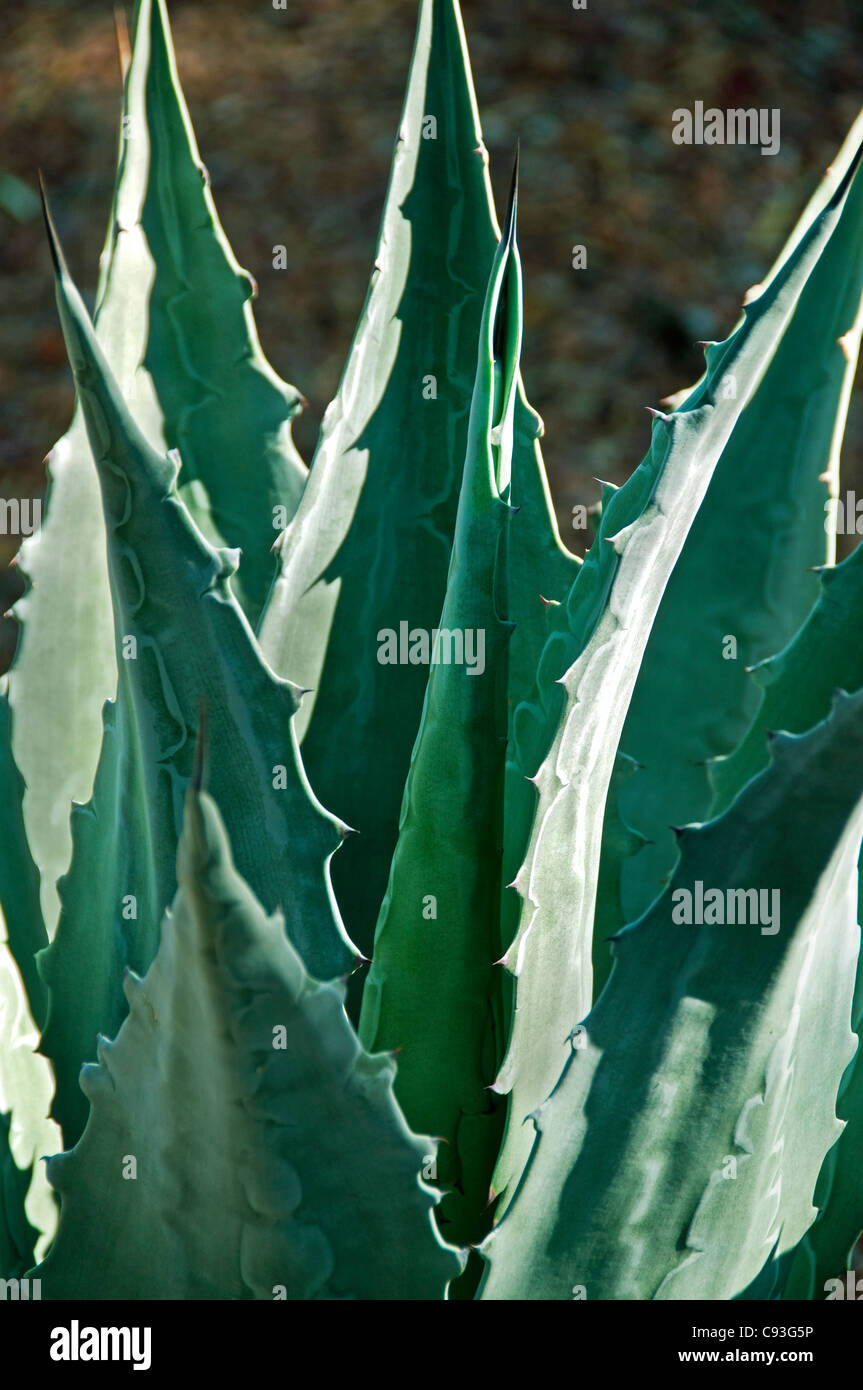 Spineless century plant agave hi-res stock photography and images - Alamy
