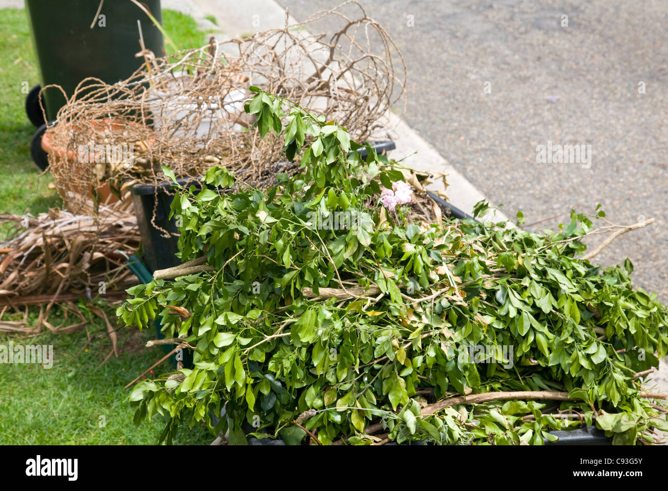 green garden waste awaits council collection for recycling,avalon ...