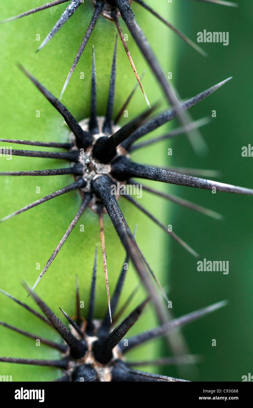 sharp cactus spines Stock Photo - Alamy