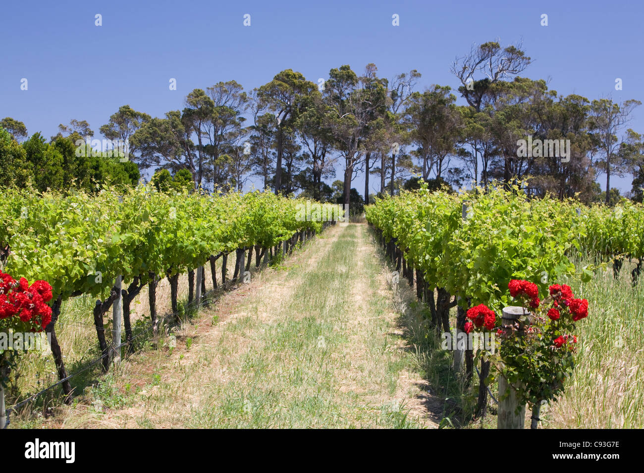 Mrb Margaret River Region High Resolution Stock Photography and Images ...