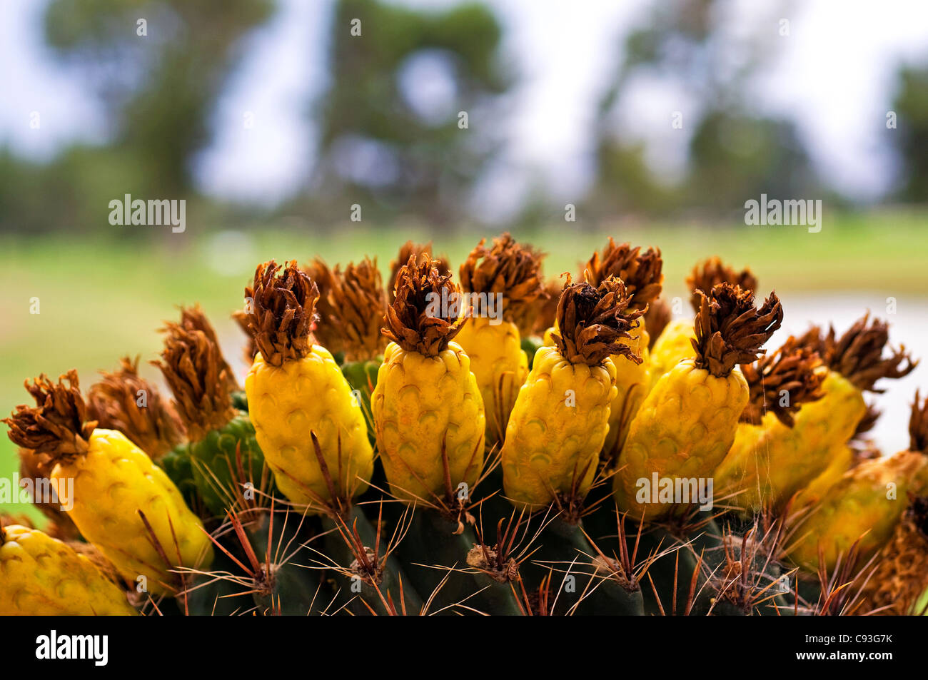 prickly pear desert cactus buds Stock Photo - Alamy