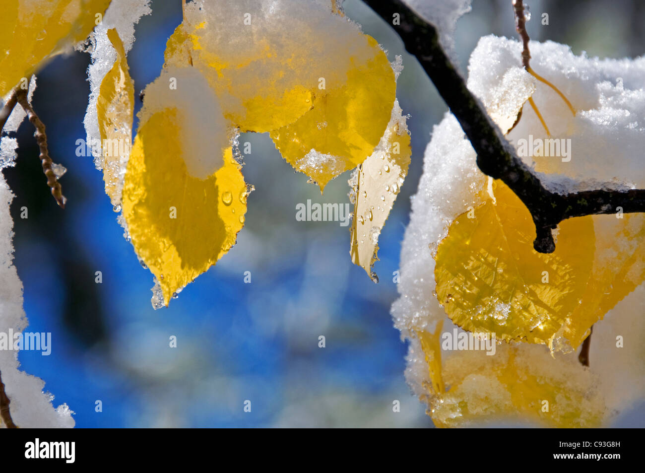 aspen leaves fresh snow frozen Stock Photo - Alamy