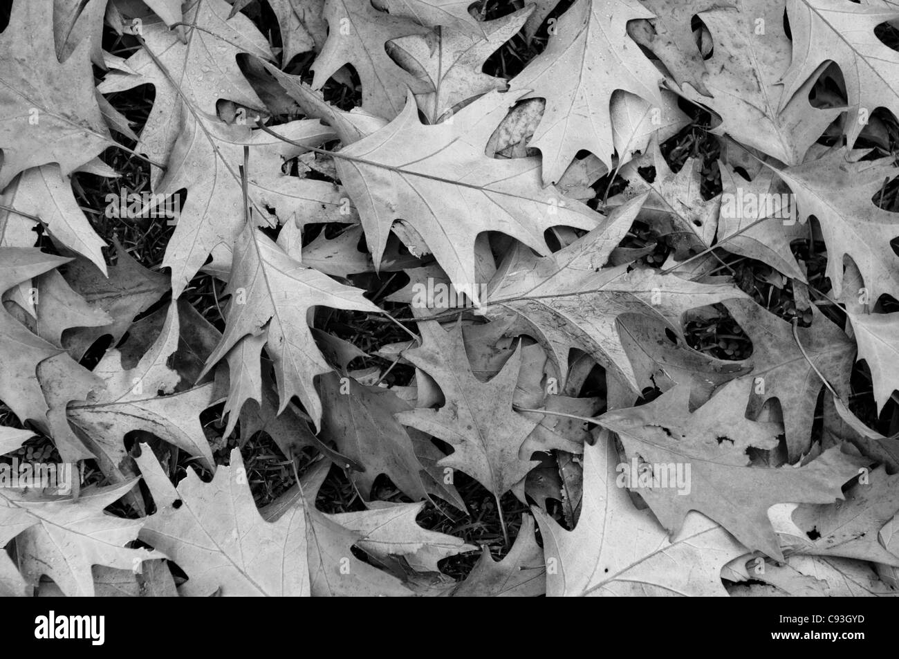 Autumn leaves in pattern Black and White Stock Photos & Images - Alamy